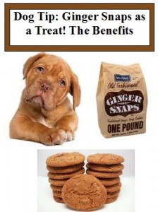 Dog Tip: Ginger Snaps as a Treat! The Benefits